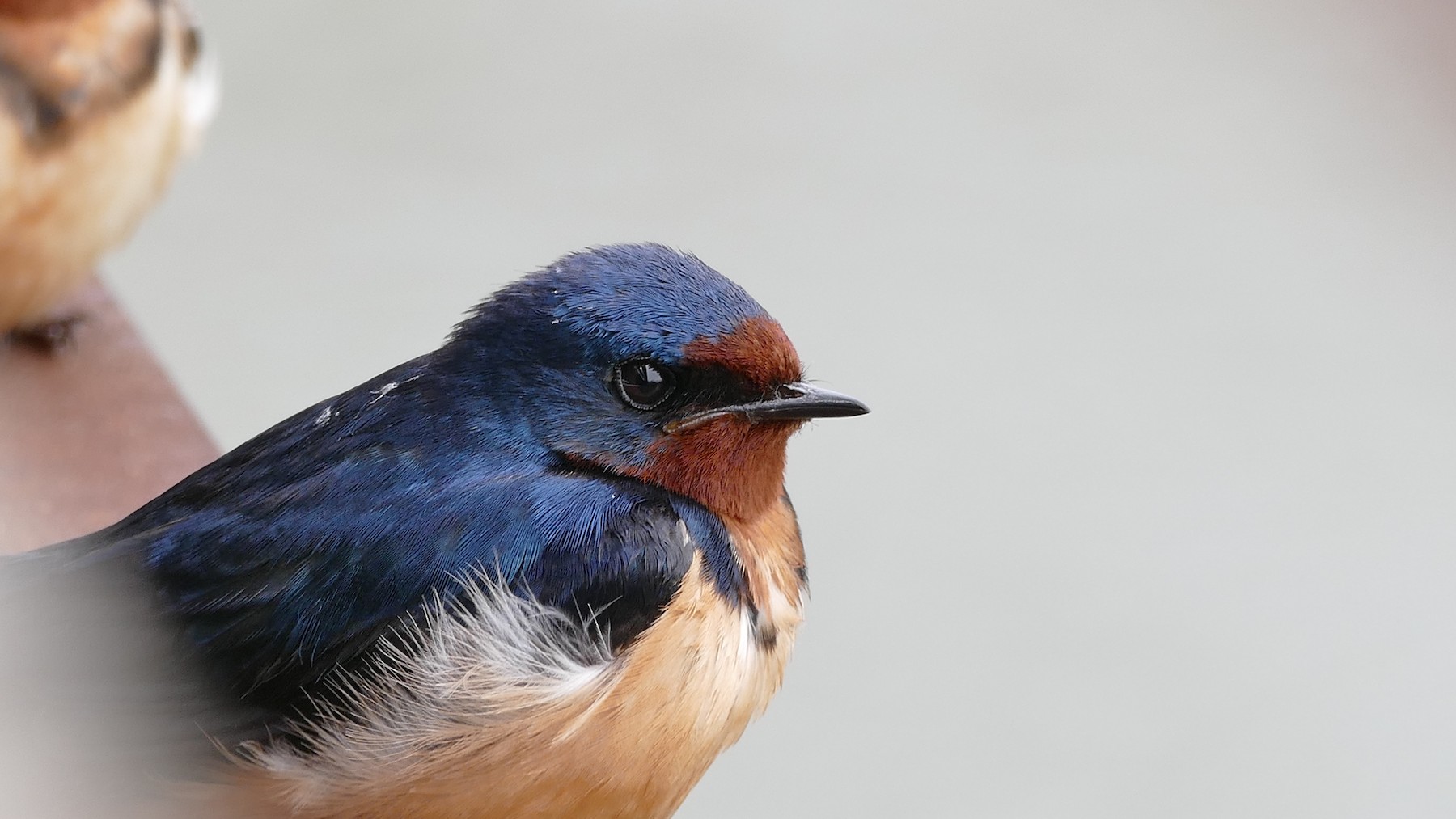 Barn Swallow (American) - eBird