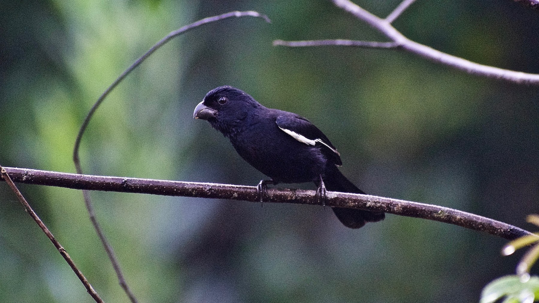 Semillero Negrito (Cuba) - eBird