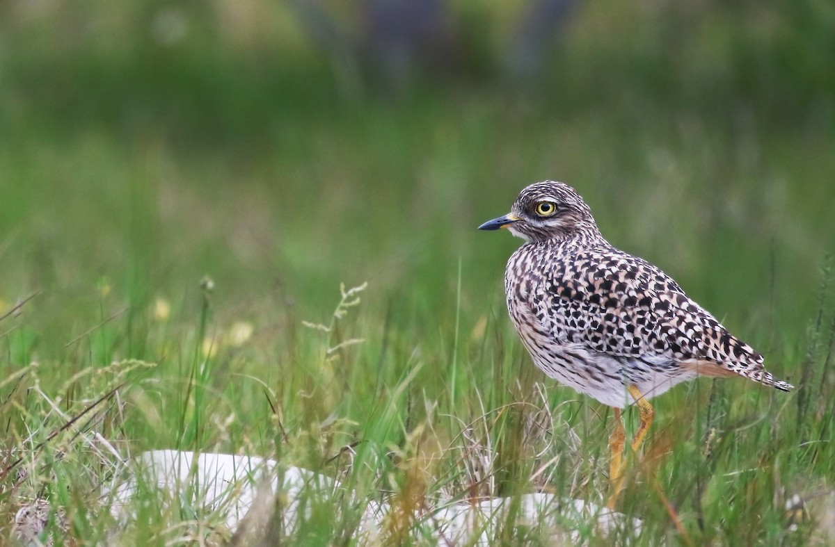 Spotted Thick-knee - Burhinus capensis - Birds of the World