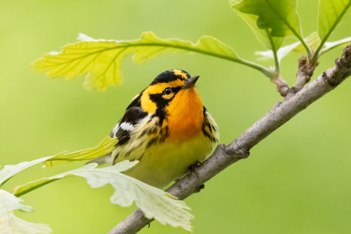 eBird Checklist - 8 May 2021 - Horner Park, Chicago - 40 species