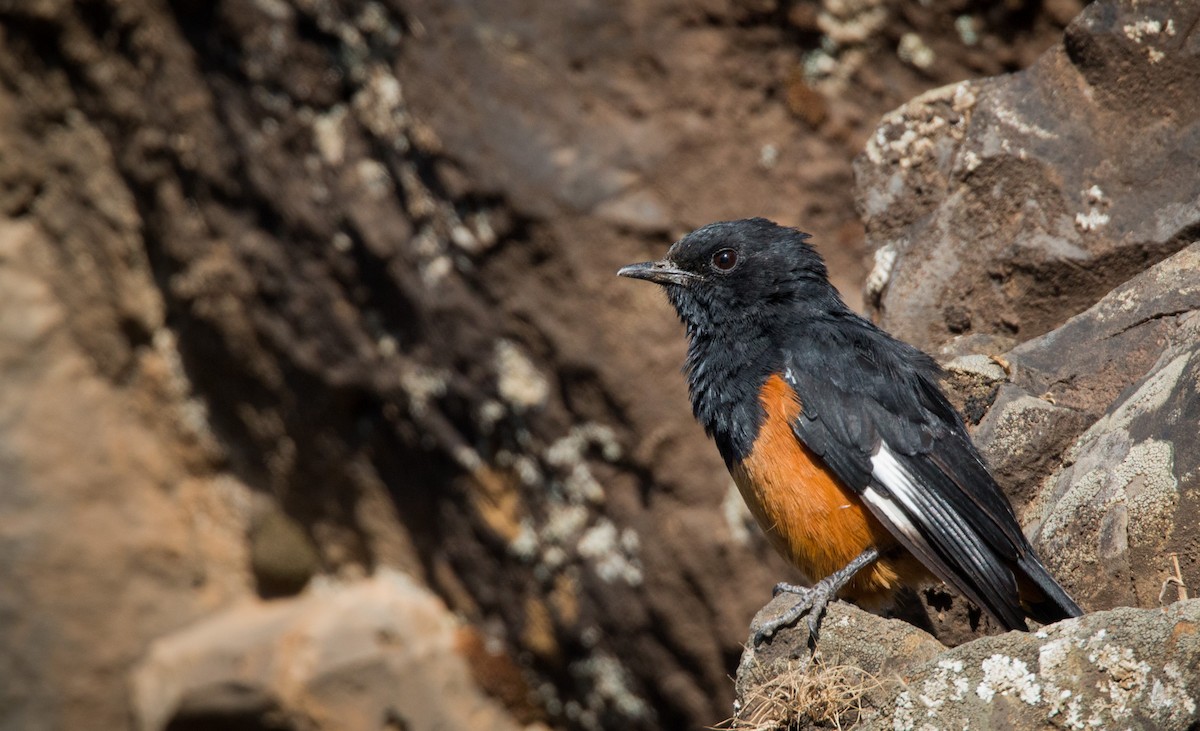White-winged Cliff-Chat - Monticola semirufus - Birds of the World