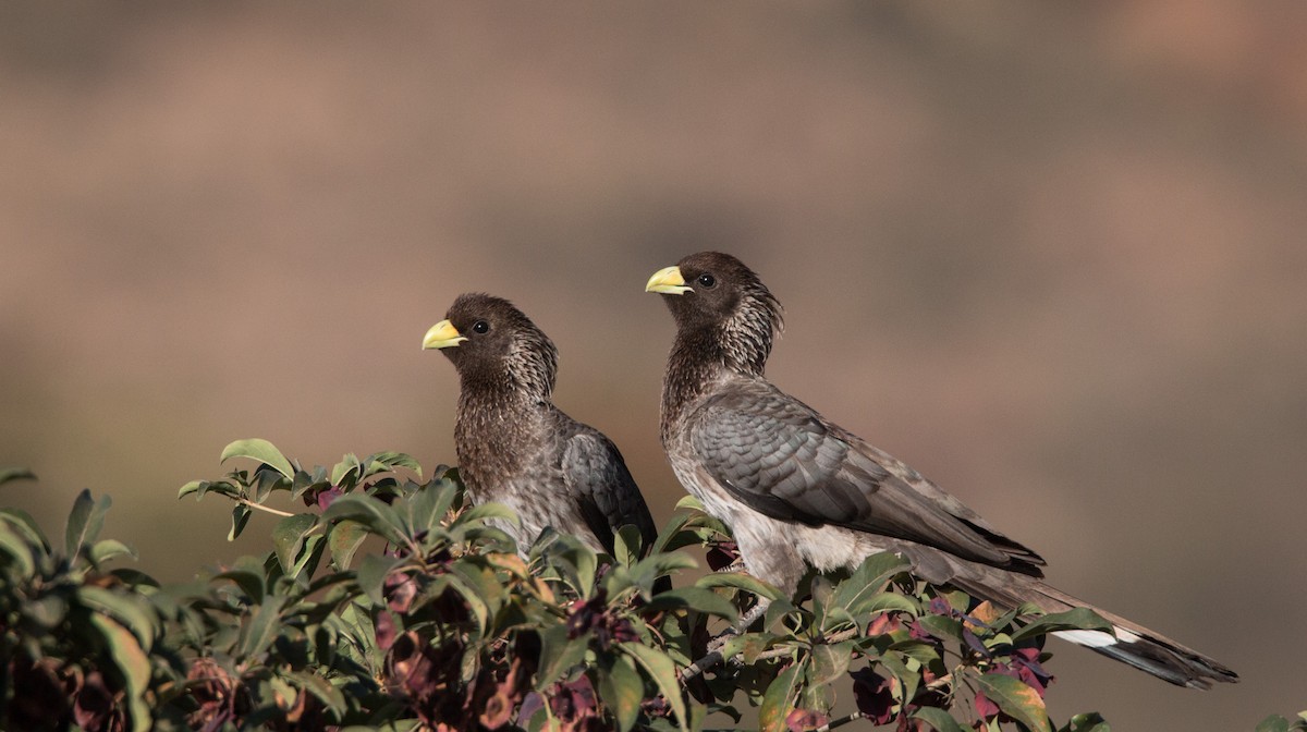 Eastern Plantain-eater - Crinifer zonurus - Birds of the World