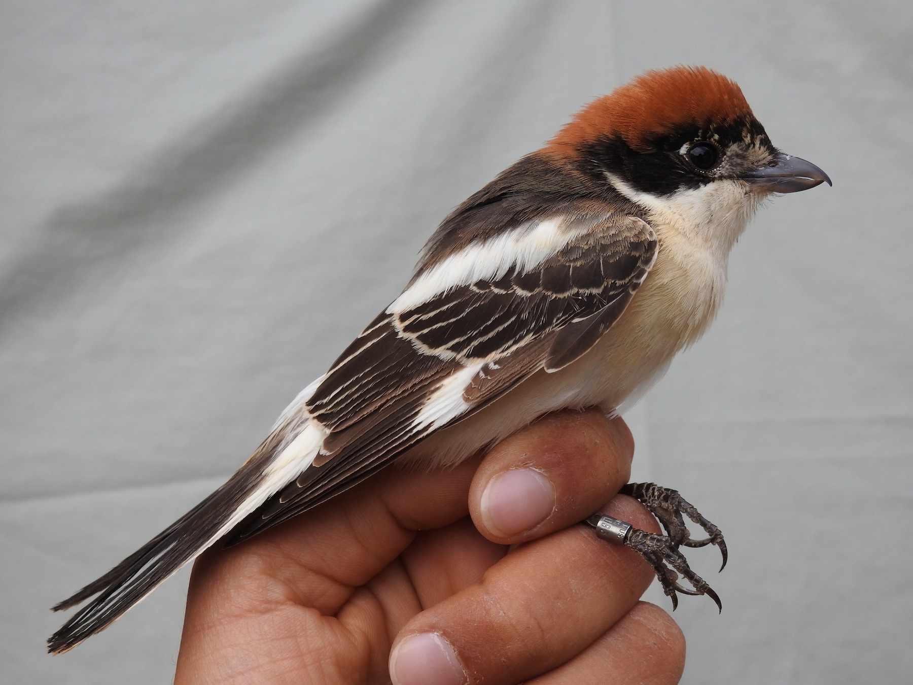 Alcaudón Común (del Cáucaso) - eBird