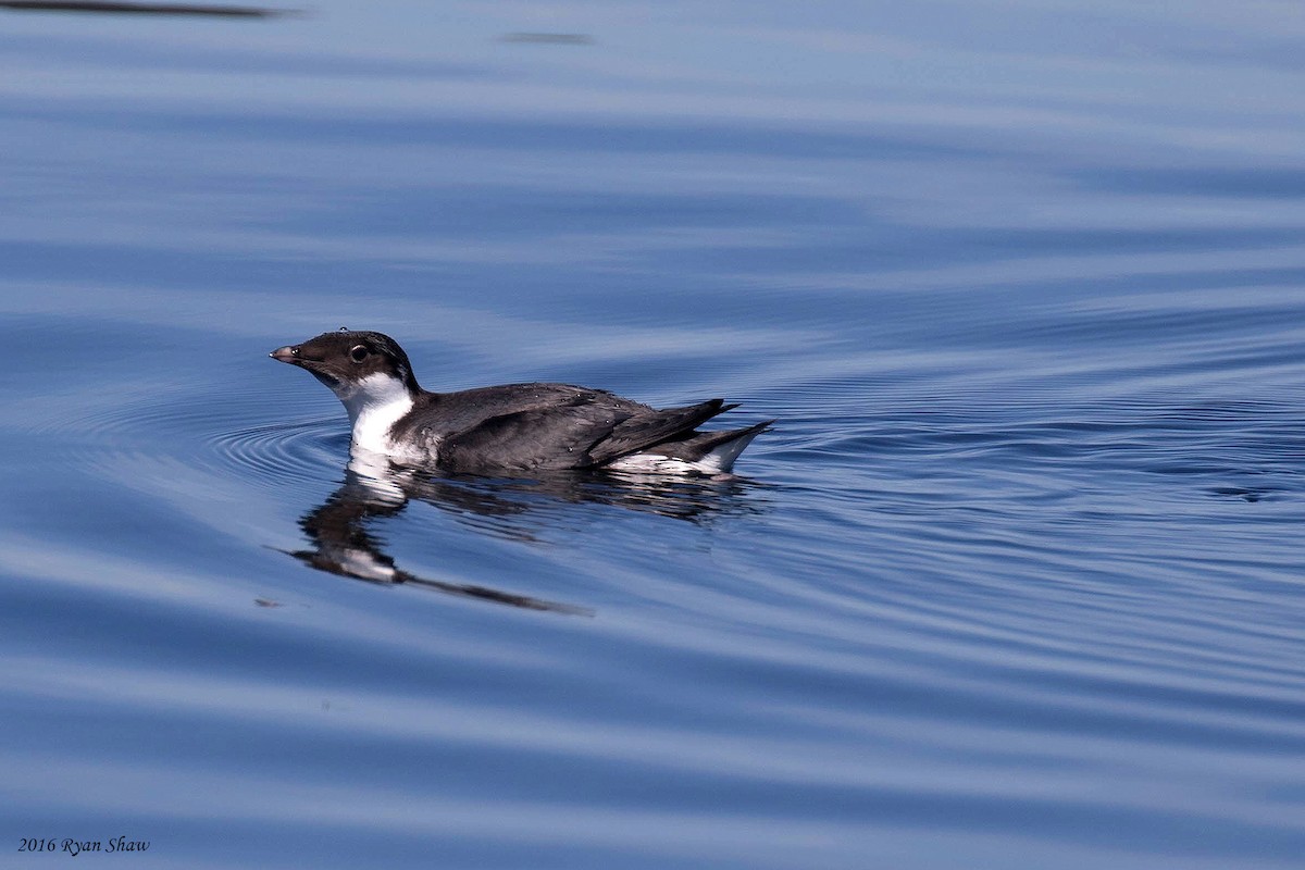 eBird Checklist - 12 Aug 2016 - CA-Case Inlet - 47.2608x-122.8458 - Aug ...