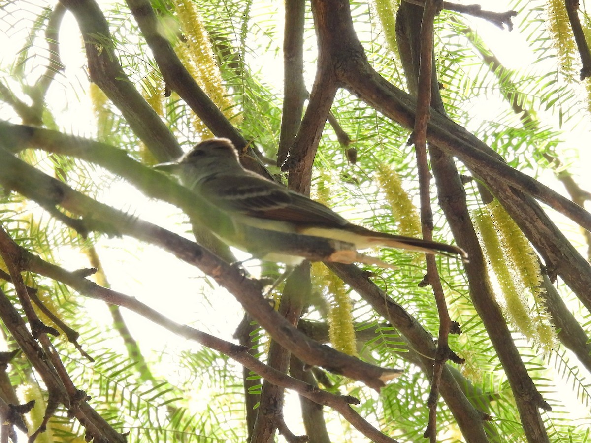 eBird Checklist - 9 May 2021 - Griffin Riley home - 30 species