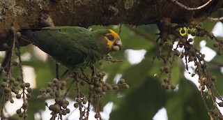 Yellow-fronted Parrot - Poicephalus flavifrons - Birds of the World