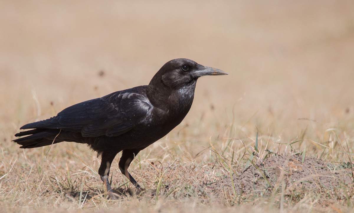 Cape Crow - Corvus capensis - Birds of the World