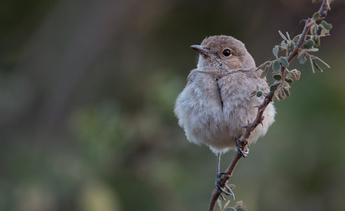 Brown-tailed Chat - Oenanthe scotocerca - Birds of the World