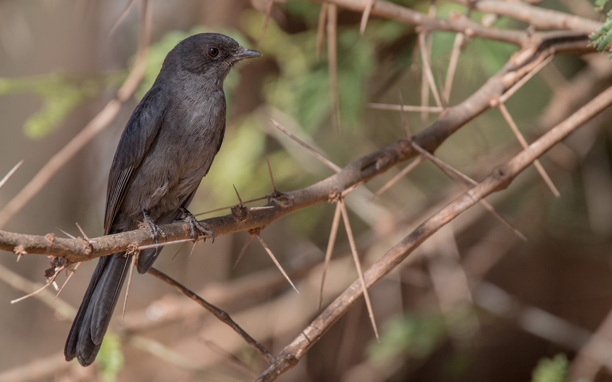 Northern Black-Flycatcher - Melaenornis edolioides - Birds of the World