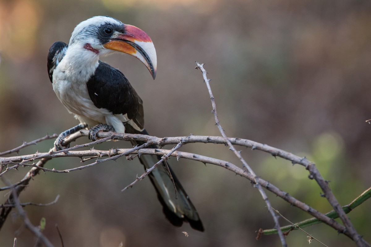 Von der Decken's Hornbill - Tockus deckeni - Birds of the World