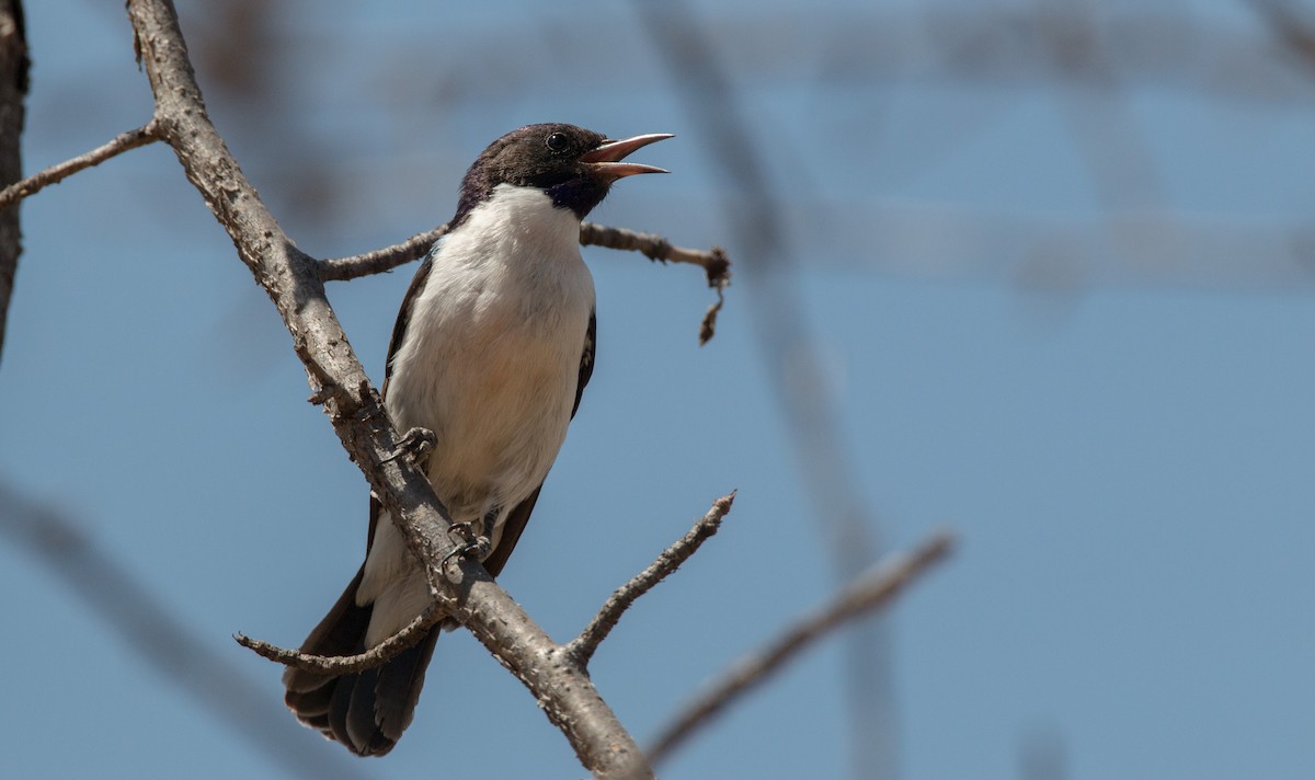 Eastern Violet-backed Sunbird - Anthreptes orientalis - Birds of the World