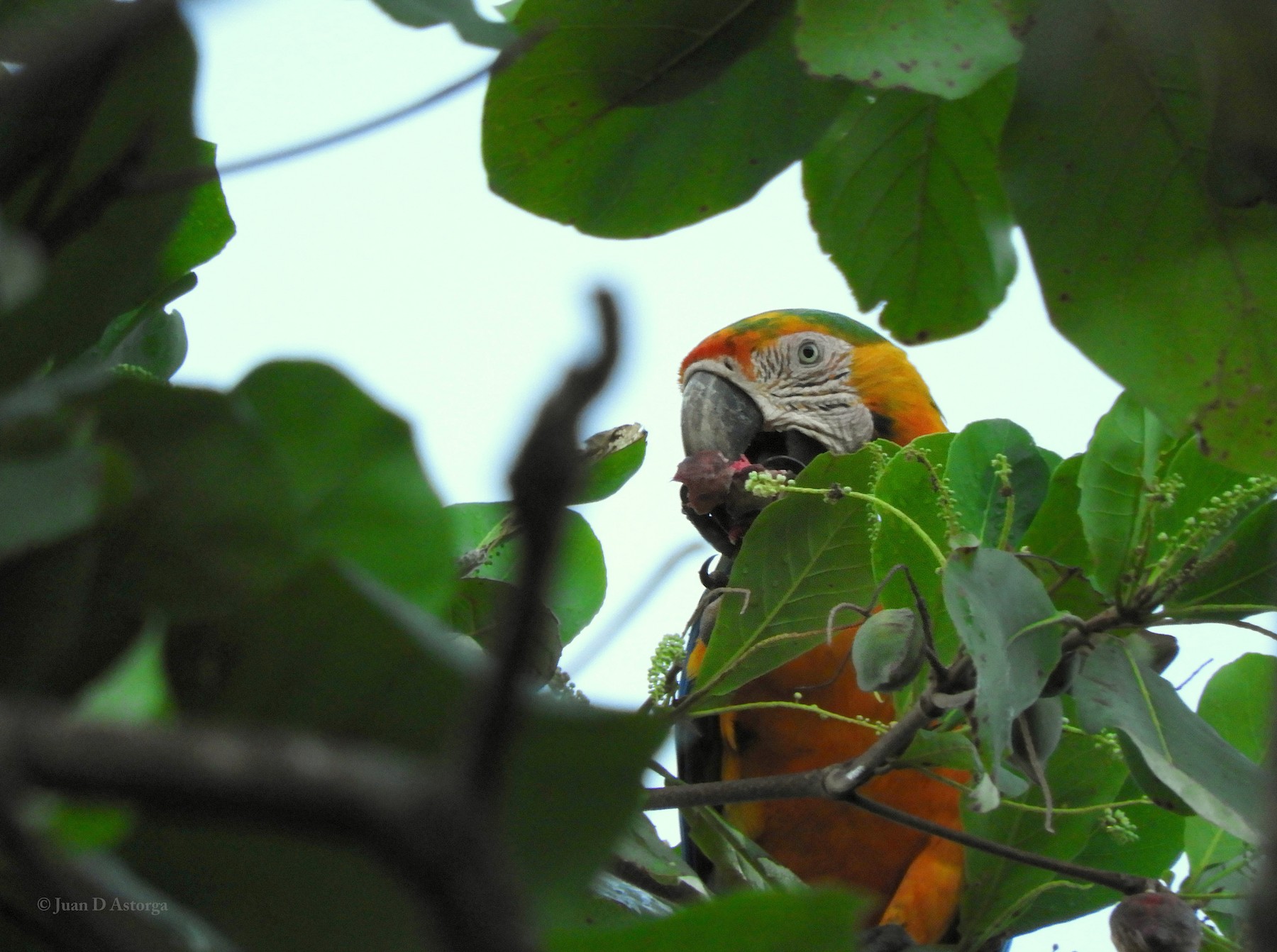 Blue-and-yellow x Scarlet Macaw (hybrid) - eBird