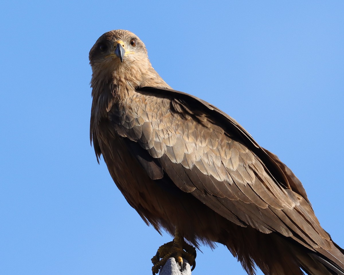 eBird Australia Checklist - 6 May 2021 - Mt Isa, Clearwater Lagoon - 39 ...