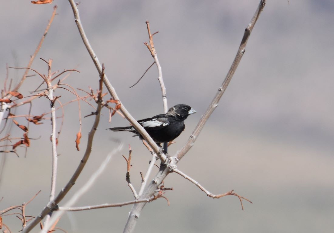 eBird Checklist - 7 May 2021 - Chiricahua Desert Museum - 10 species