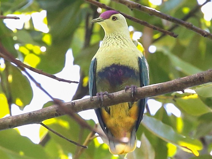 Purple-capped Fruit-Dove - eBird