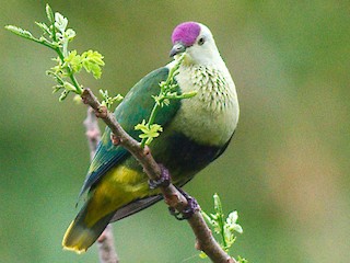 Purple-capped Fruit-Dove - eBird
