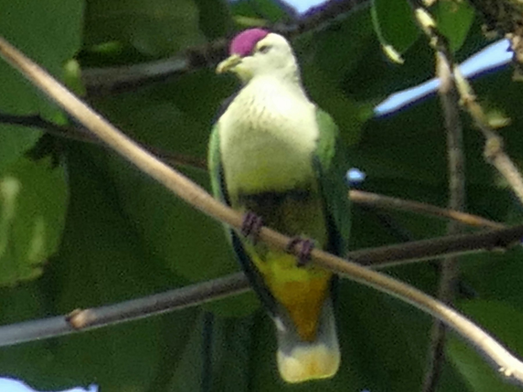 Purple-capped Fruit-Dove - eBird
