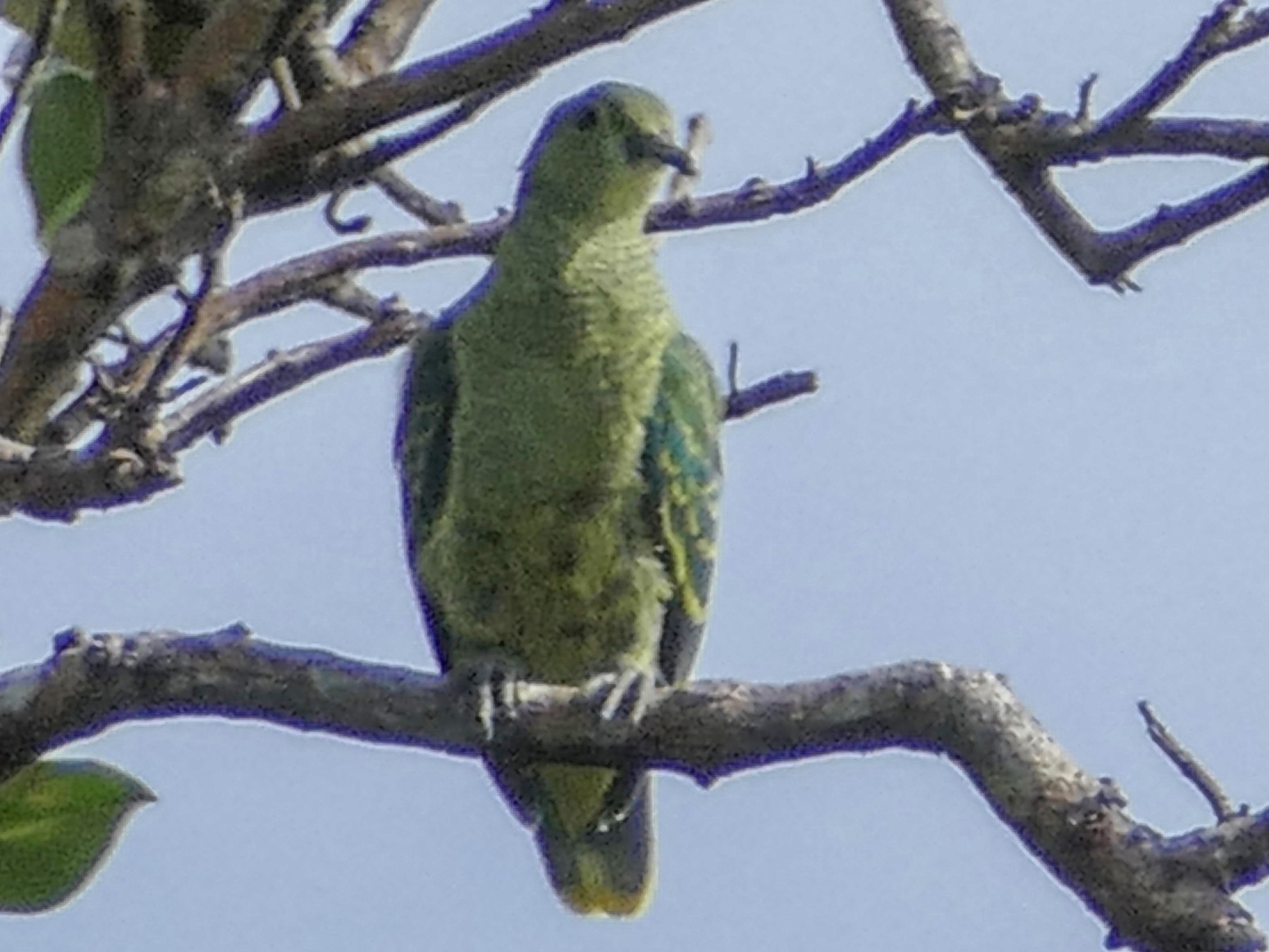 Tilopo de Ponape - eBird