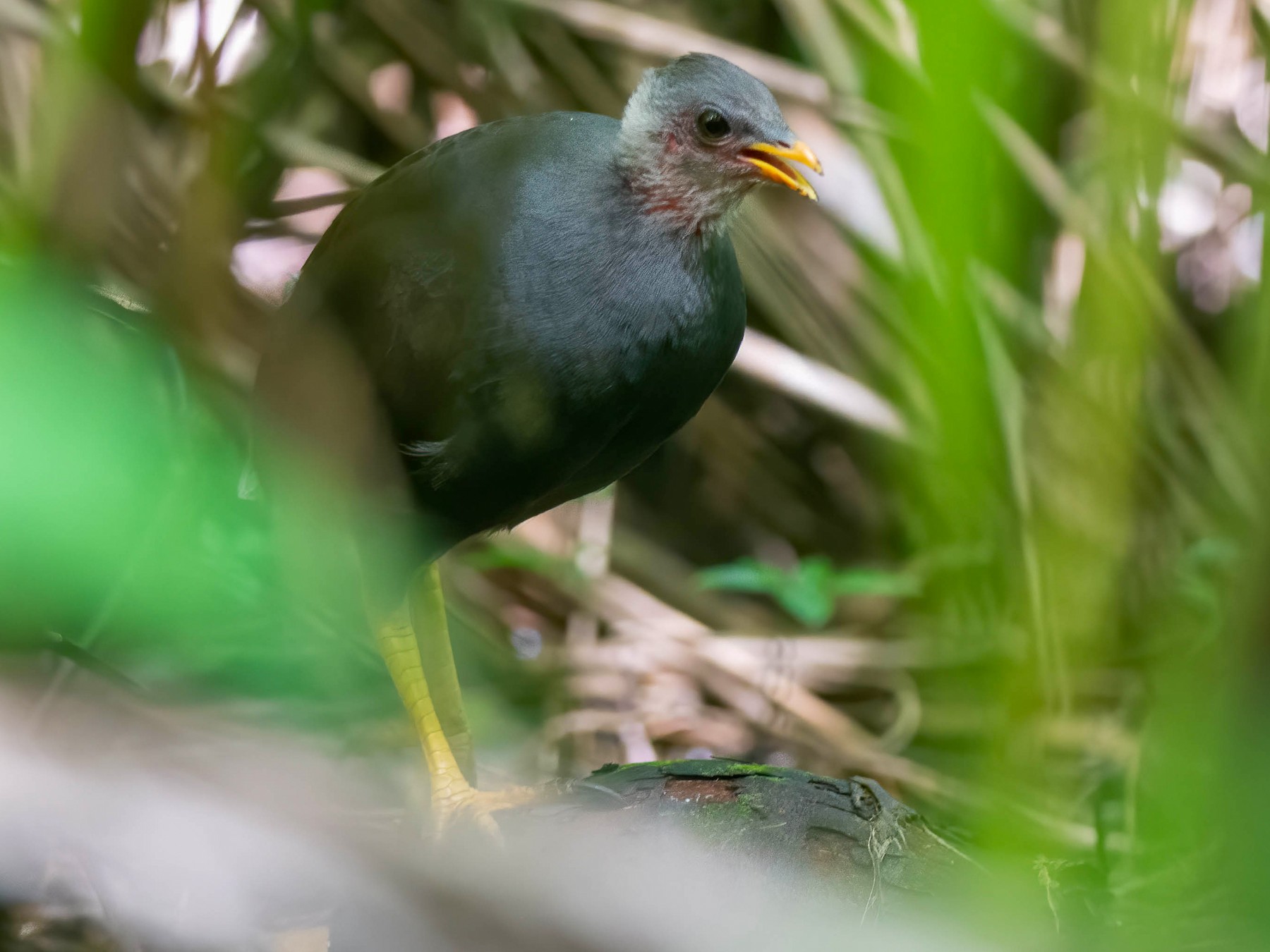 Tongan Megapode - eBird
