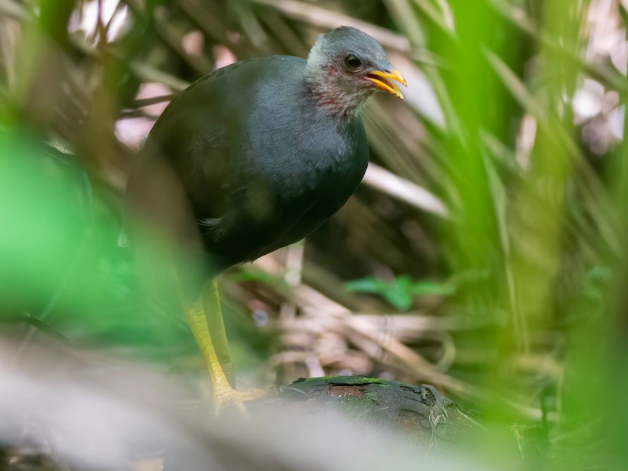 Tongan Megapode - eBird