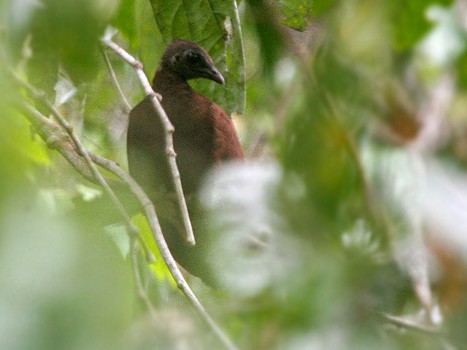 Sula Megapode - eBird
