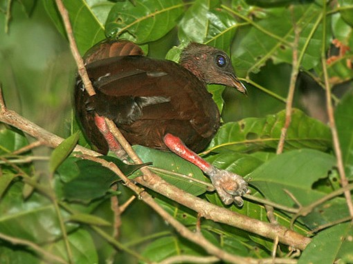 Gosong sula - eBird