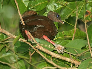 Sula Megapode - eBird