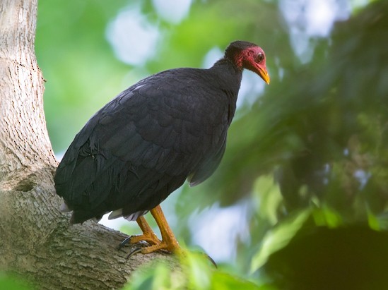 Vanuatu Megapode - Megapodius layardi - Birds of the World