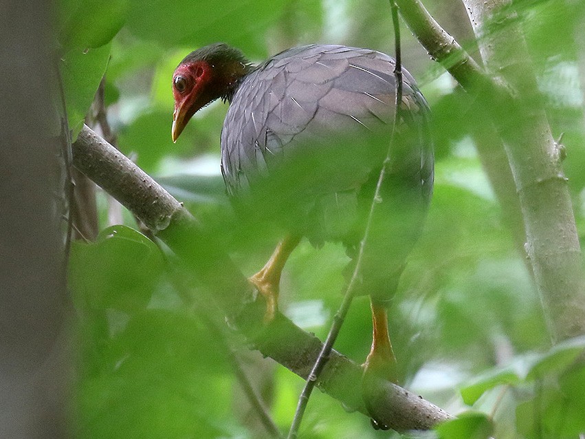 Vanuatu Megapode - eBird