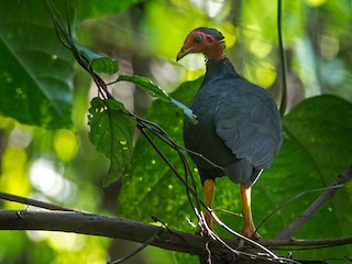 Vanuatu Megapode - eBird