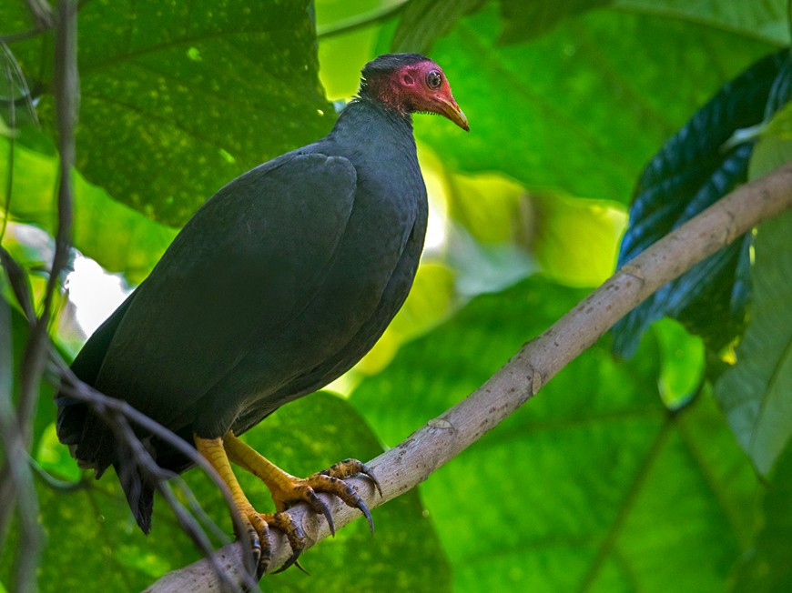 Vanuatu Scrubfowl - eBird