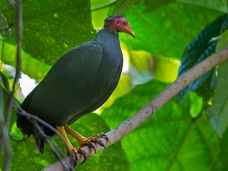 Vanuatu Megapode - eBird