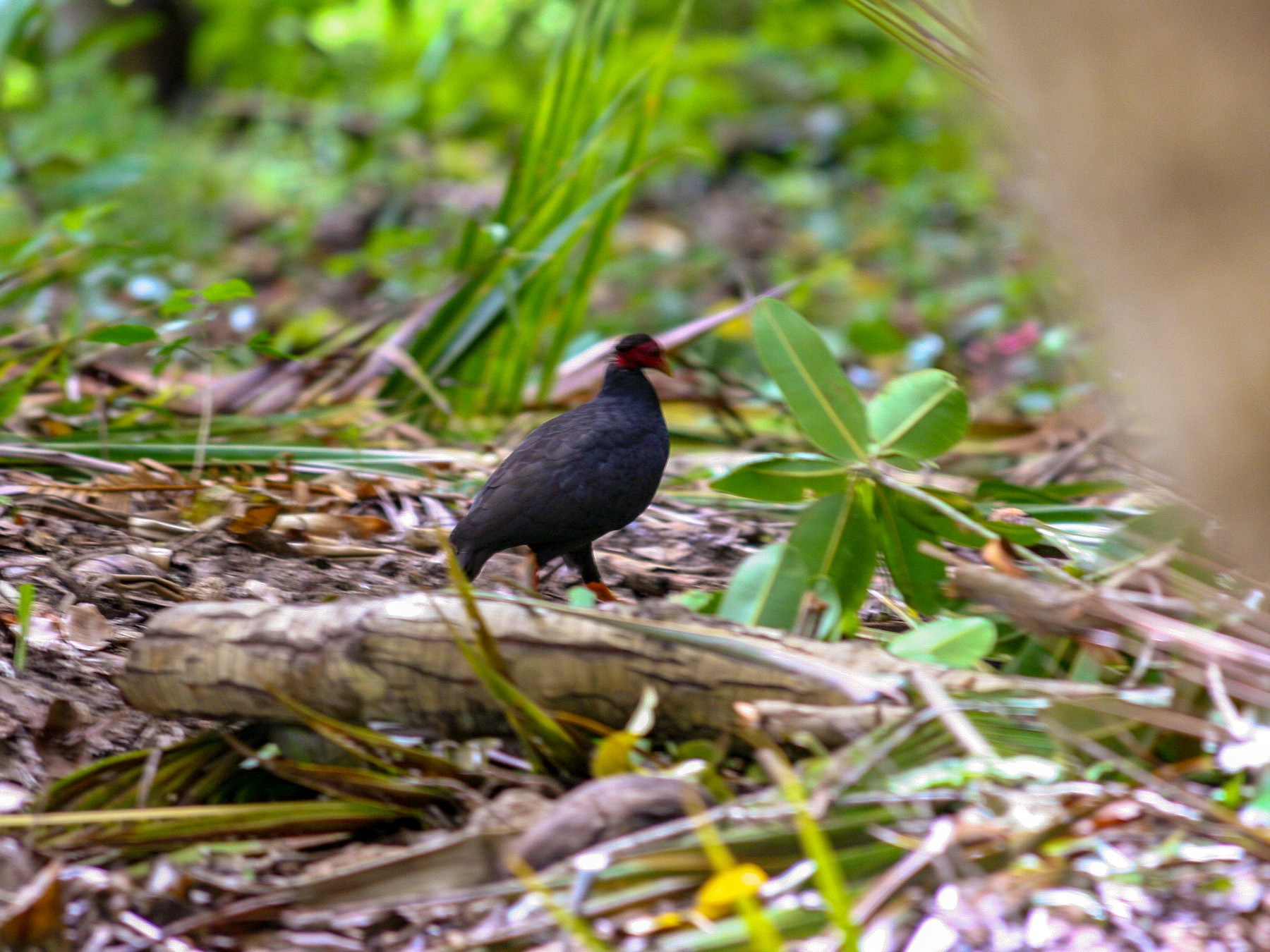 Vanuatu Megapode - eBird