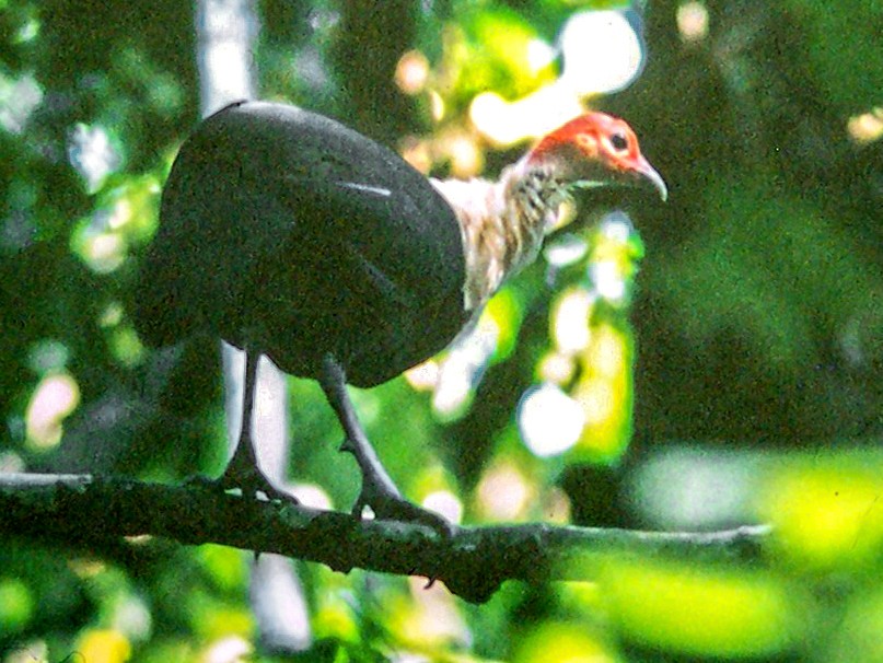 White-breasted Guineafowl - eBird