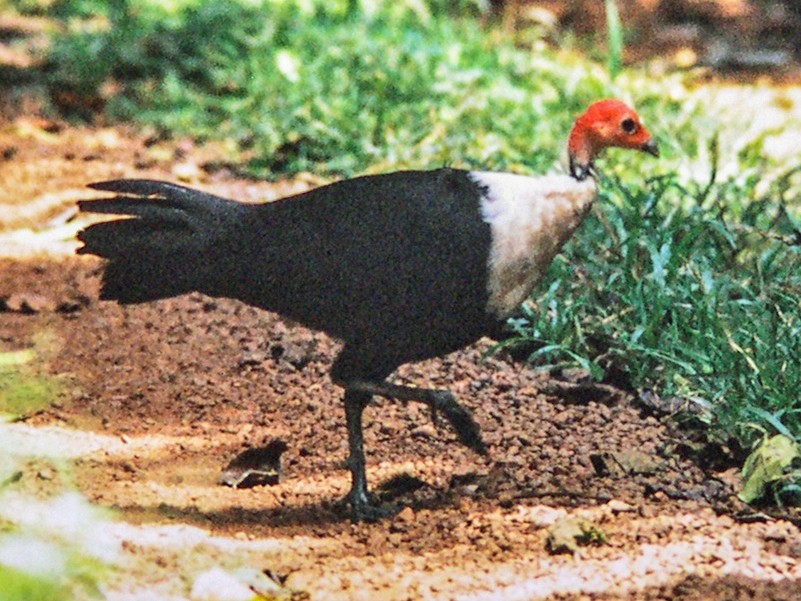 White-breasted Guineafowl - Agelastes meleagrides - Birds of the World