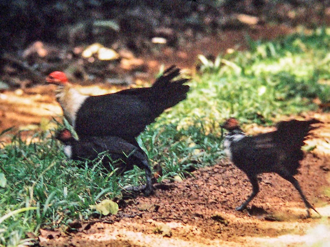 White-breasted Guineafowl - eBird
