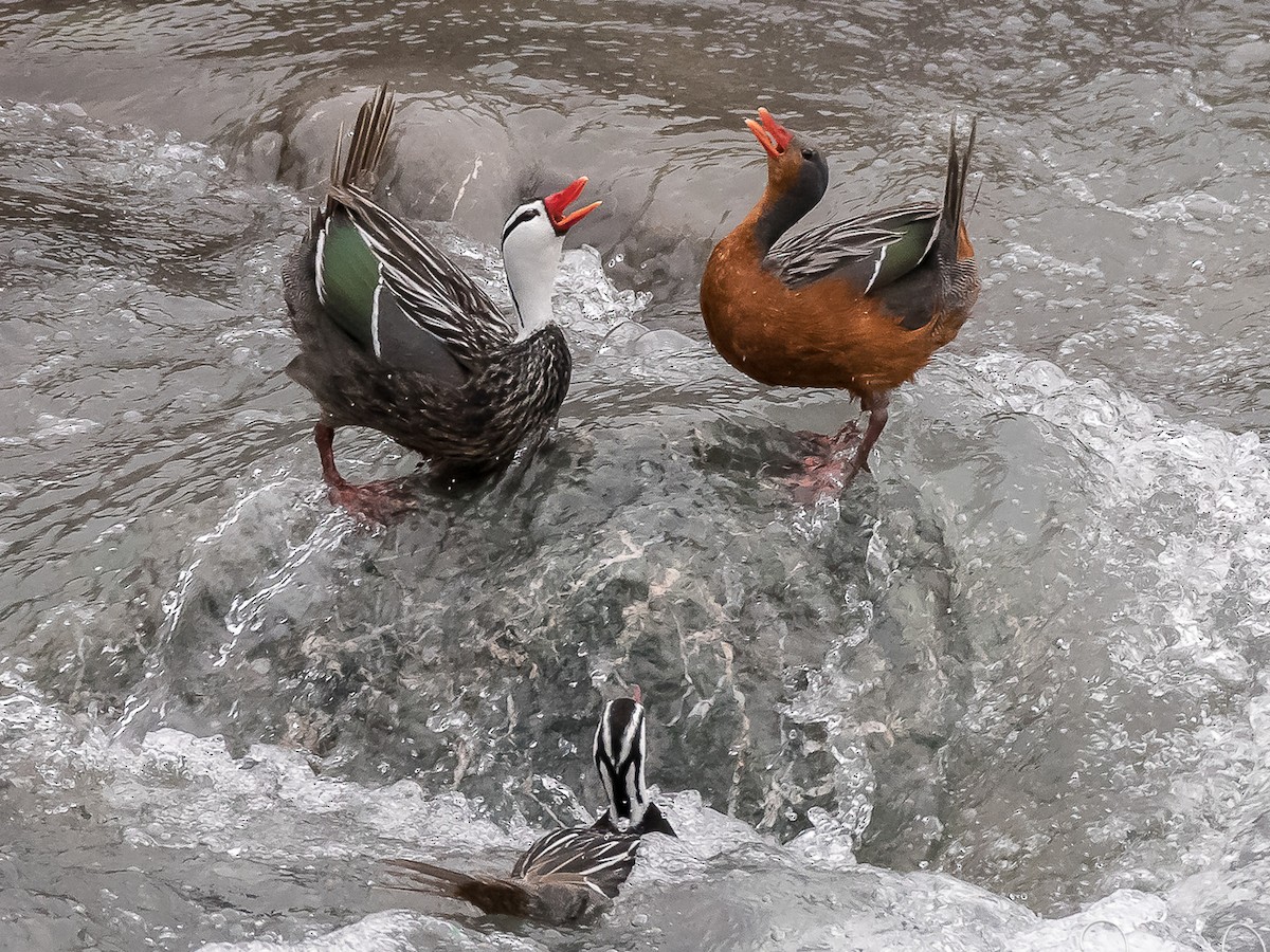 Torrent Duck - Merganetta armata - Birds of the World