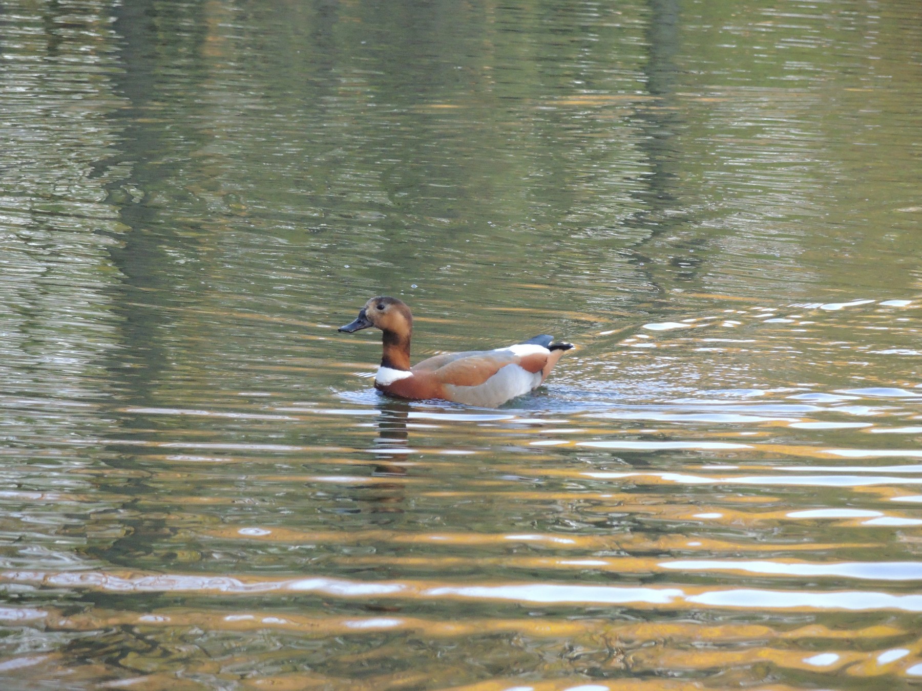 Ruddy x Common Shelduck (hybrid) - eBird
