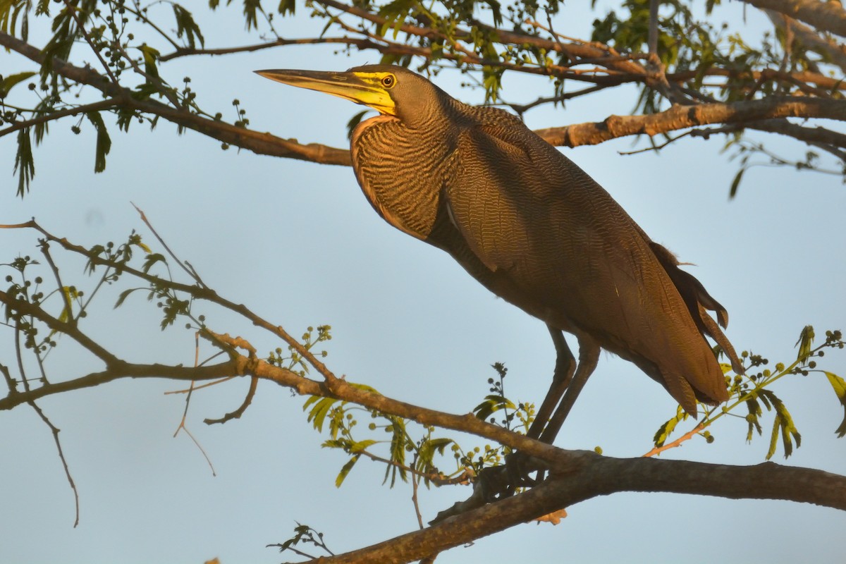 eBird Checklist - 30 Apr 2021 - Paco's Reserva de Flora y Fauna - 13 ...