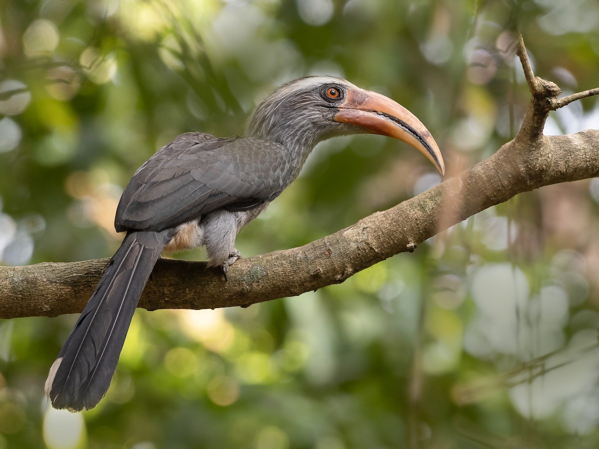 Malabar Gray Hornbill - Ocyceros griseus - Birds of the World