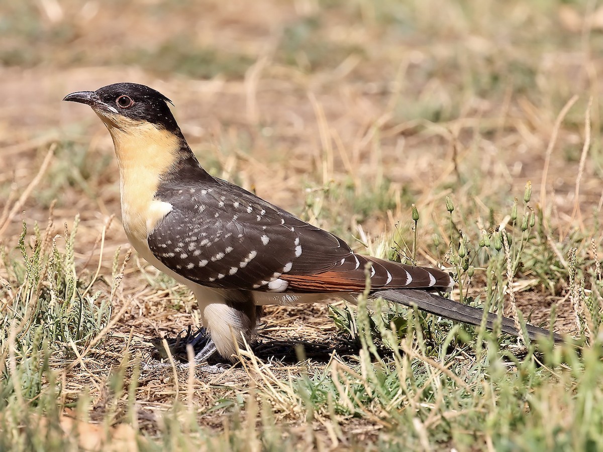 Great Spotted Cuckoo - Clamator glandarius - Birds of the World