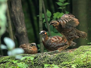 Sichuan Partridge - eBird
