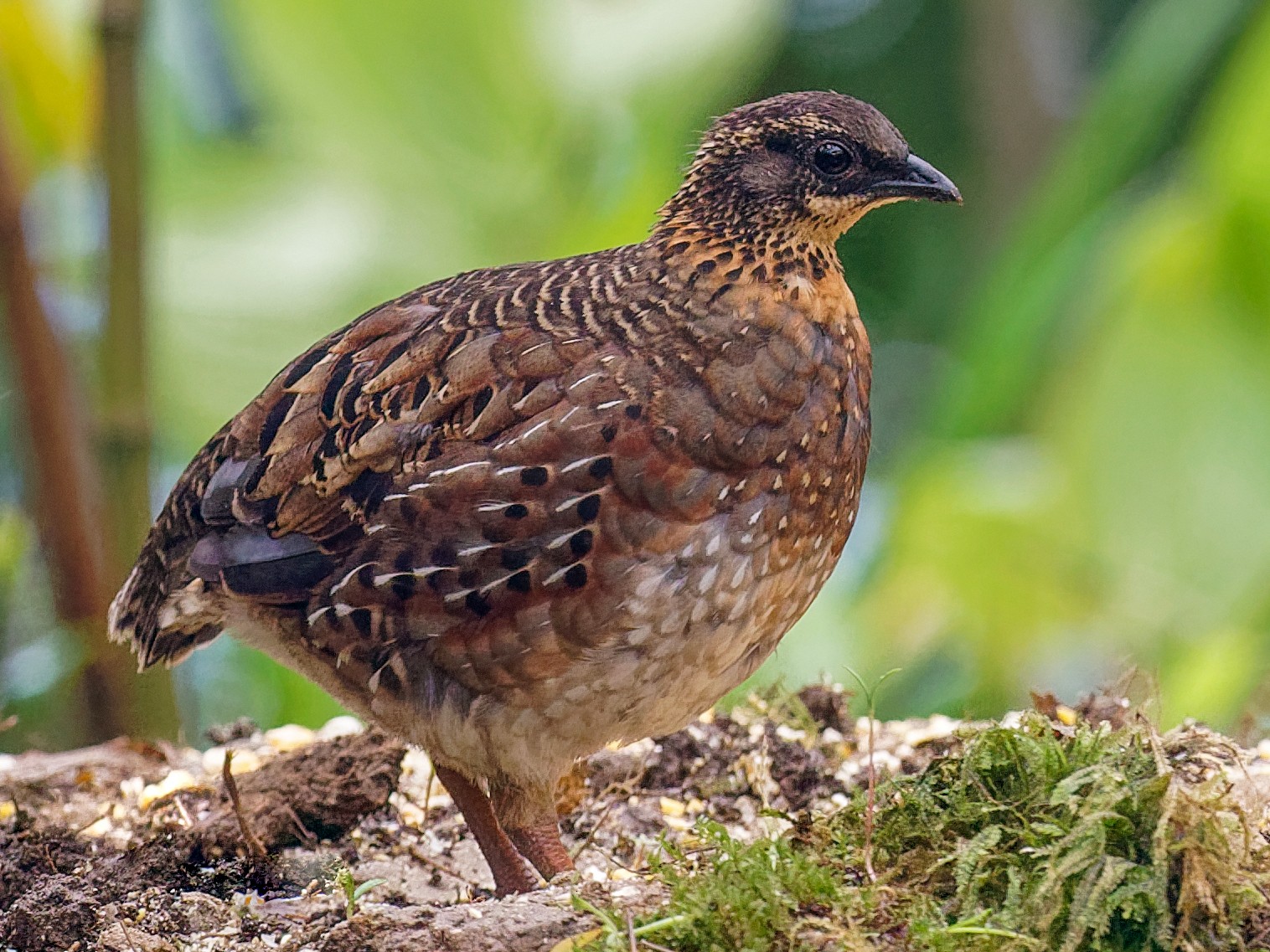 Sichuan Partridge - eBird