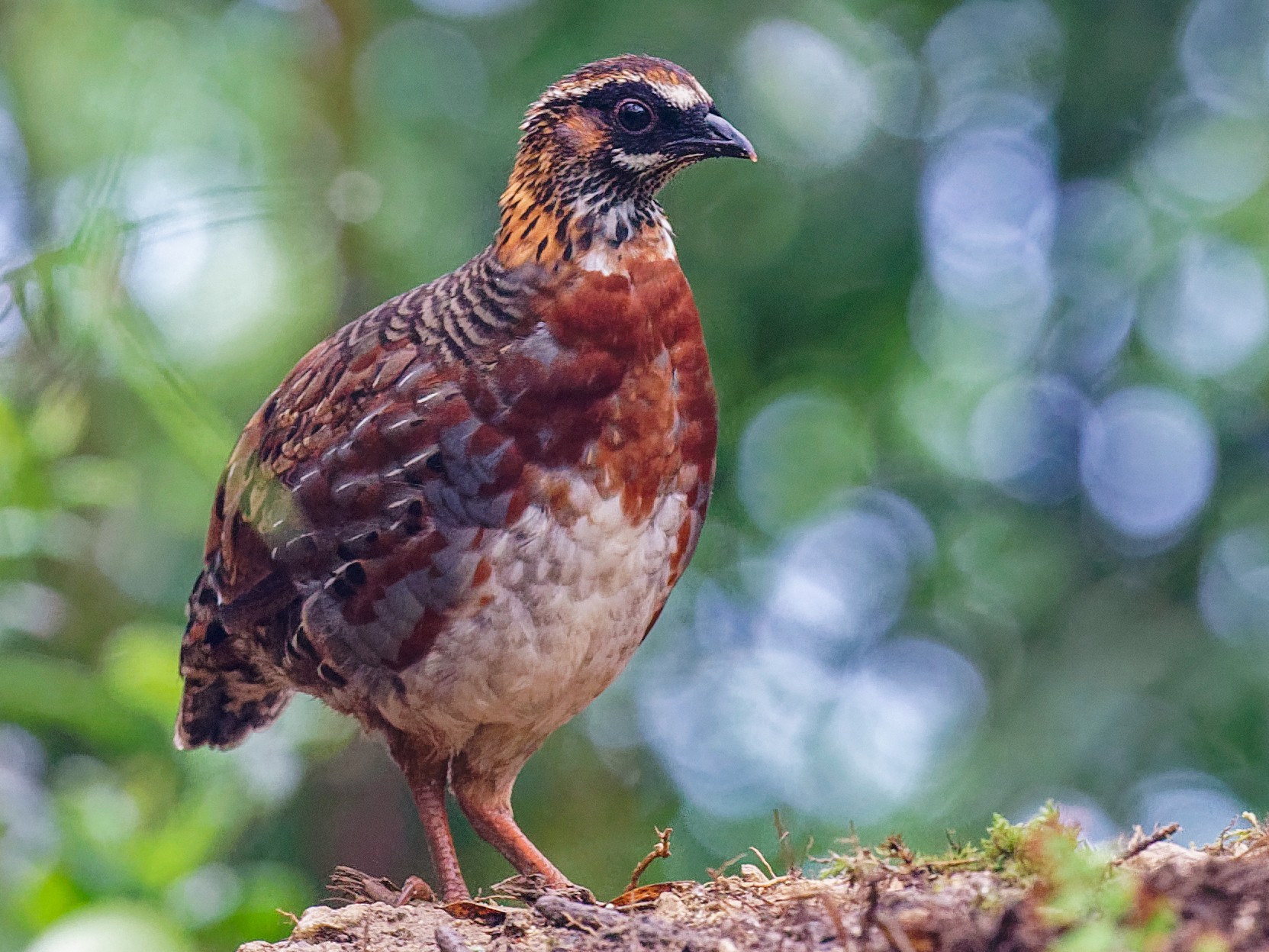 Sichuan Partridge - eBird