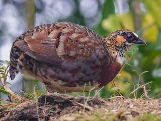 Sichuan Partridge - Arborophila rufipectus - Birds of the World