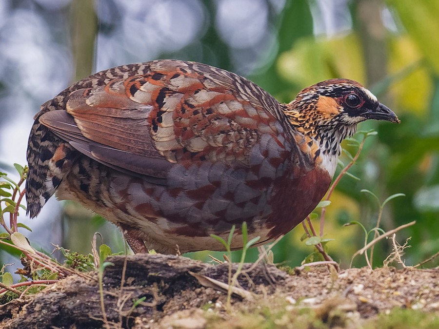 Sichuan Partridge - eBird