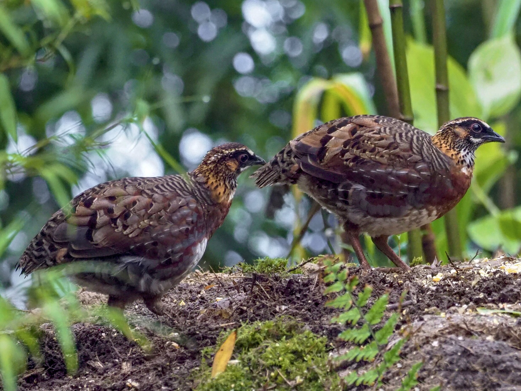 Sichuan Partridge - eBird