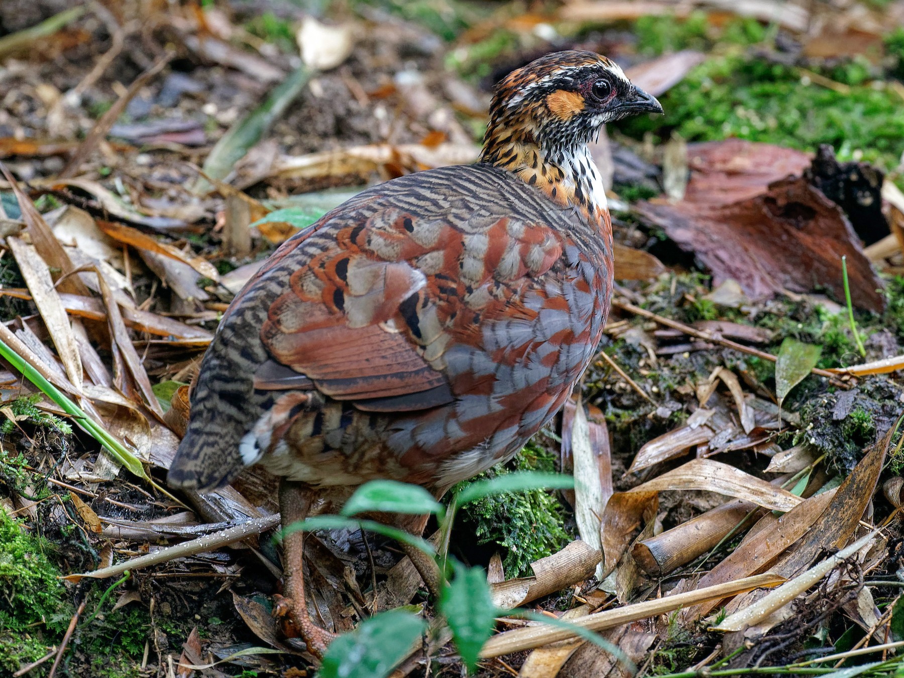 Sichuan Partridge - eBird