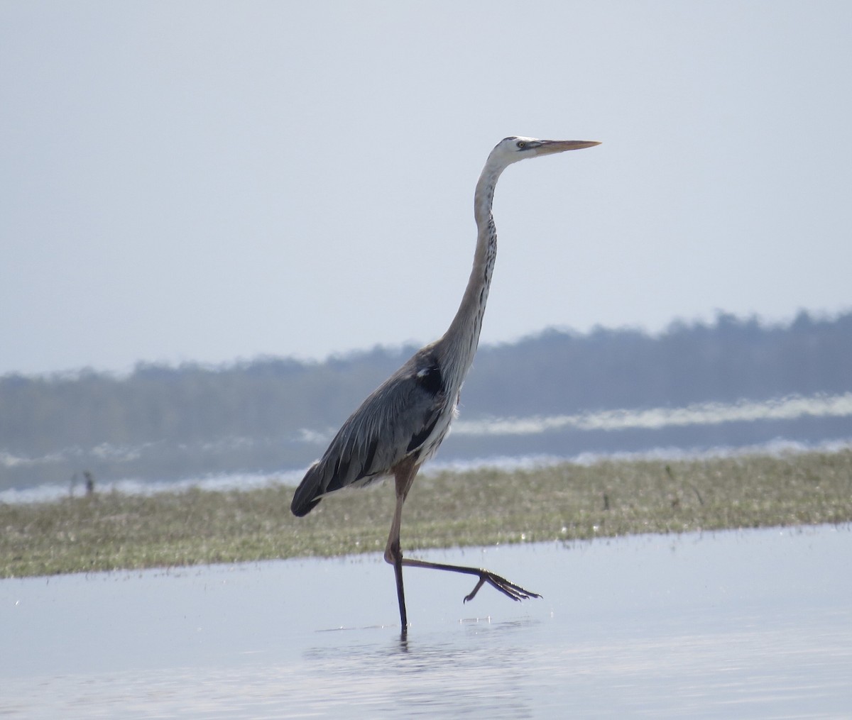 North Carolina Bird Atlas Checklist - 8 May 2021 - Everglades NP--Snake ...