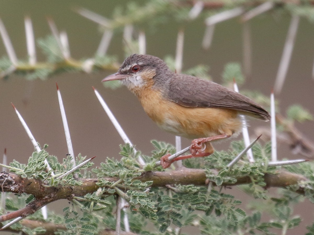 Northern Crombec - Sylvietta brachyura - Birds of the World